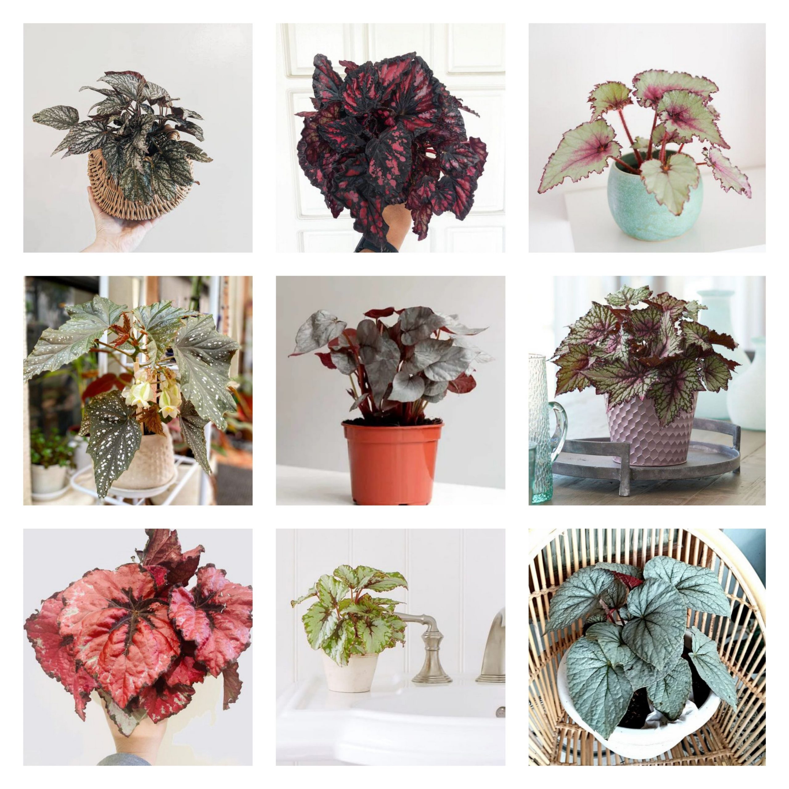 Begonia Combo (20 varieties) - Buy 6000+ Plants, Seeds, Pots online at ...