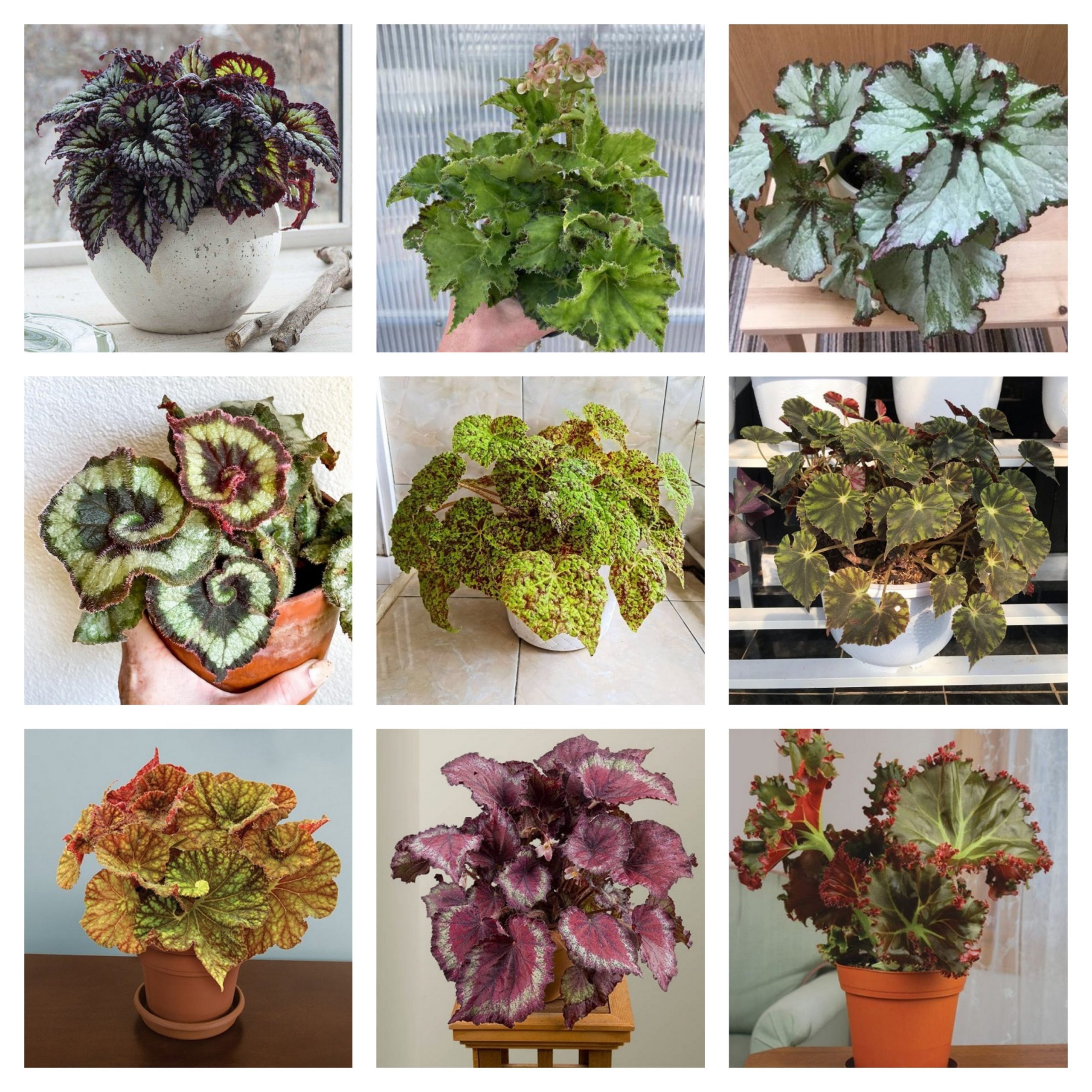 Begonia Combo (20 varieties) - Buy 6000+ Plants, Seeds, Pots online at ...