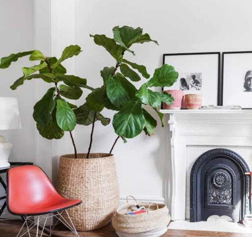 Fiddle leaf fig (small plant) - Buy 6000+ Plants, Seeds, Pots online at ...