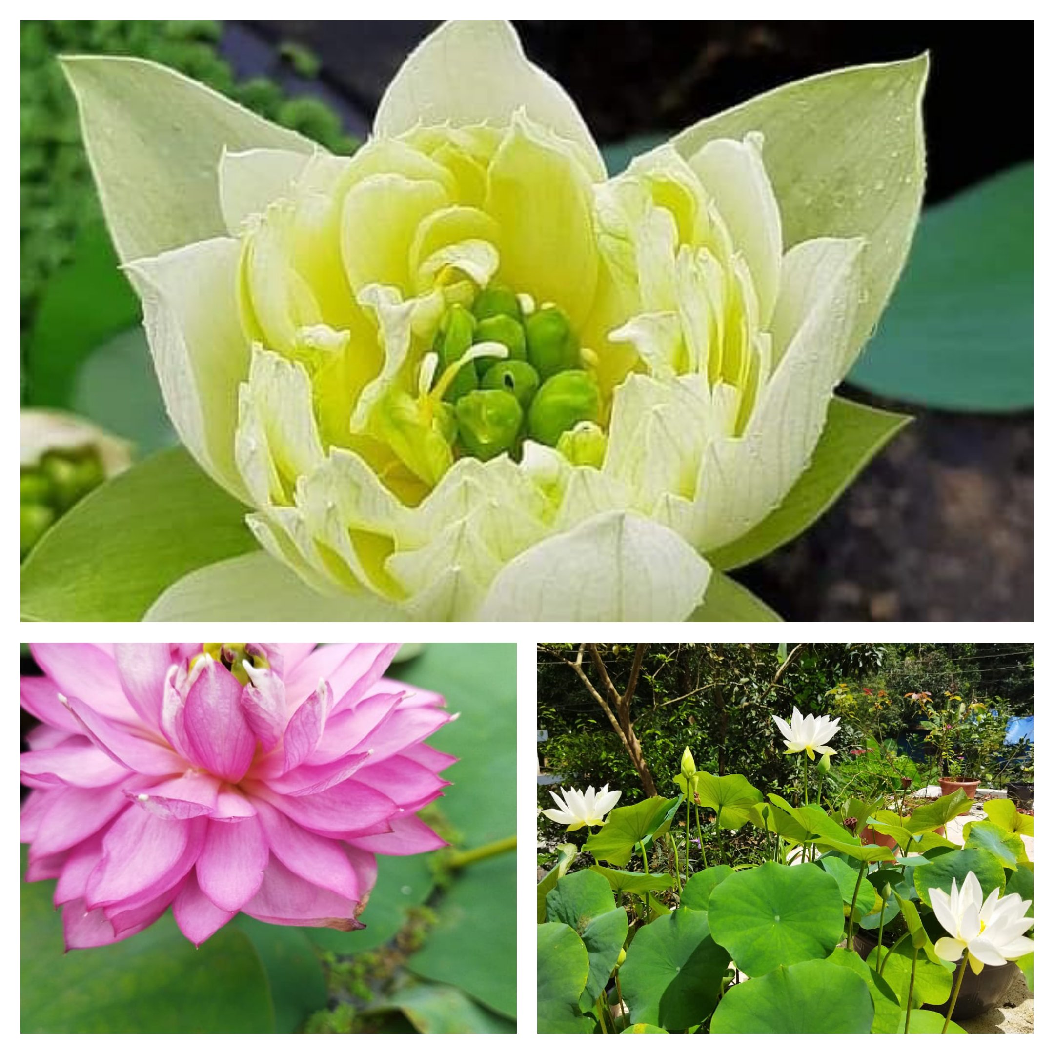 Lady Bingly, Yellow Peony, Foreigner Lotus Combo (3 Tubers) - Buy 6000 ...