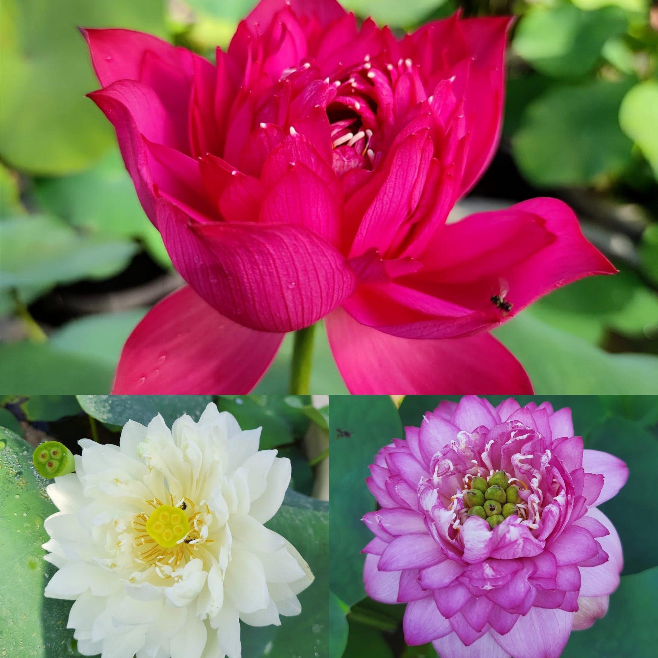 Lotus Tubers Beginners Combo ( 3 Tubers) - Buy 6000+ Plants, Seeds ...