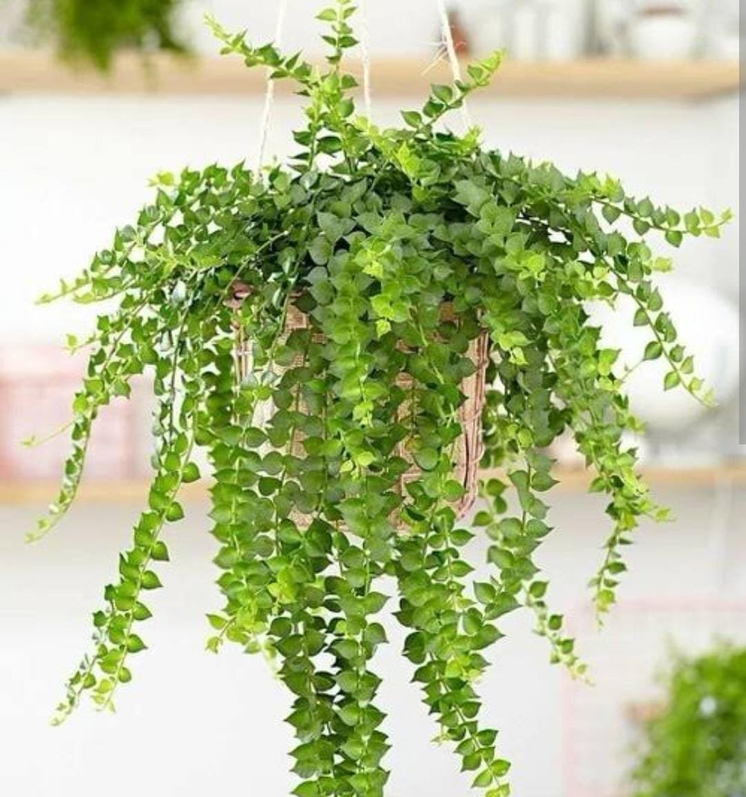 String of millions (single plant) - Buy 6000+ Plants, Seeds, Pots ...