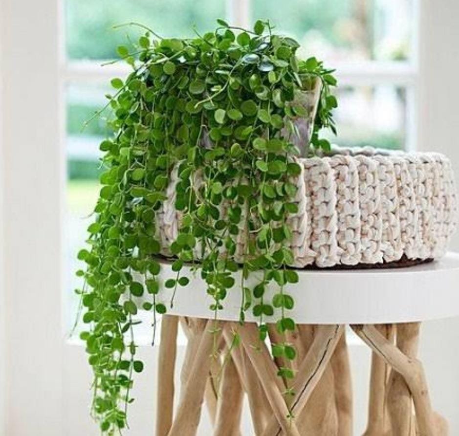 String of nickles (single plant) - Buy 6000+ Plants, Seeds, Pots online ...