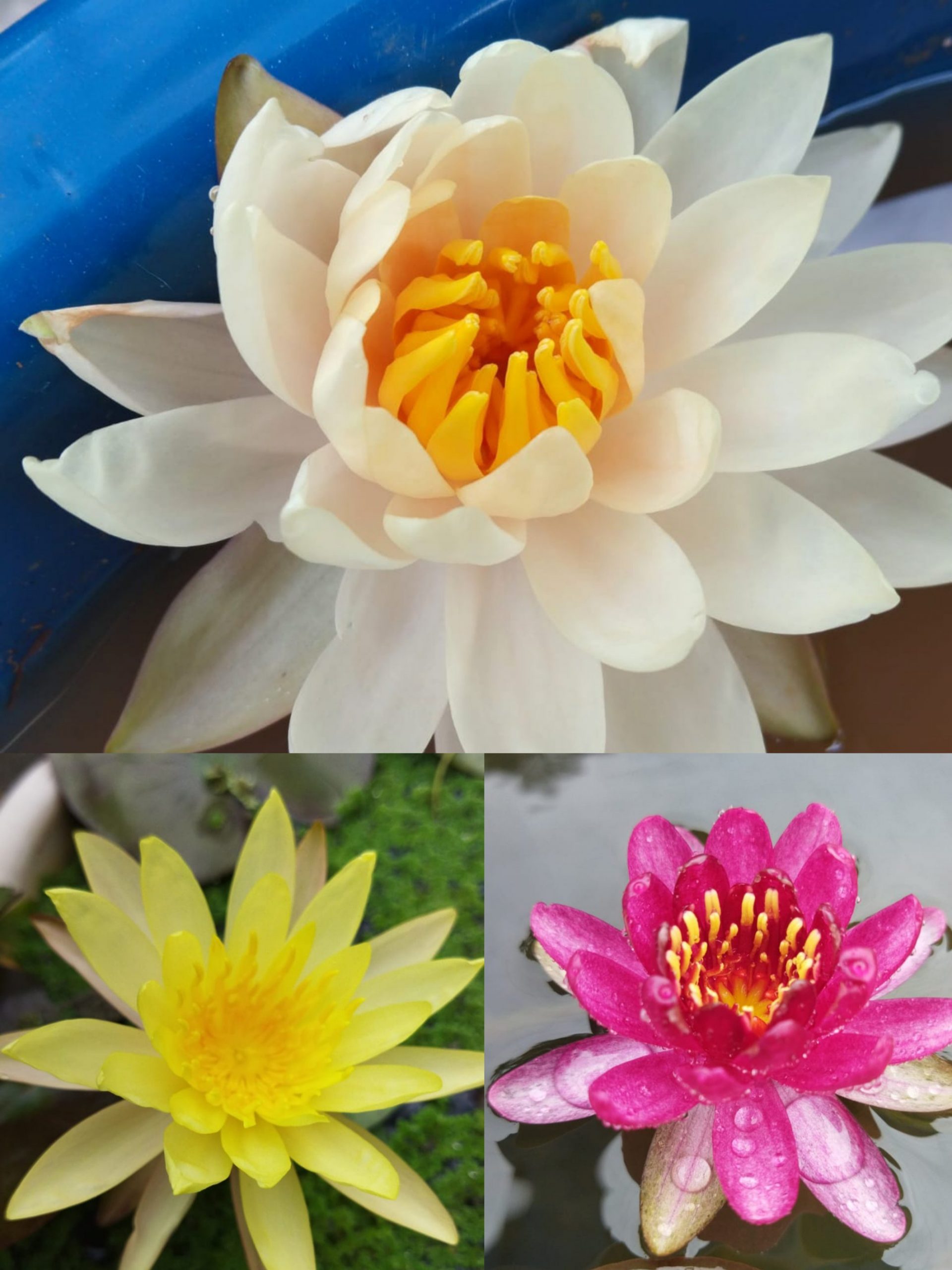 Water Lilly Combo ( 3 Plants ) - Buy 6000+ Plants, Seeds, Pots online ...