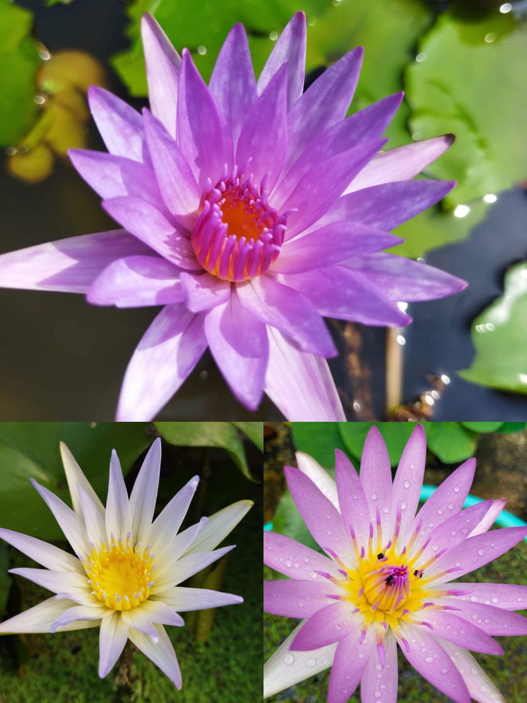 Waterlily 3 plants combo - Buy 6000+ Plants, Seeds, Pots online at ...