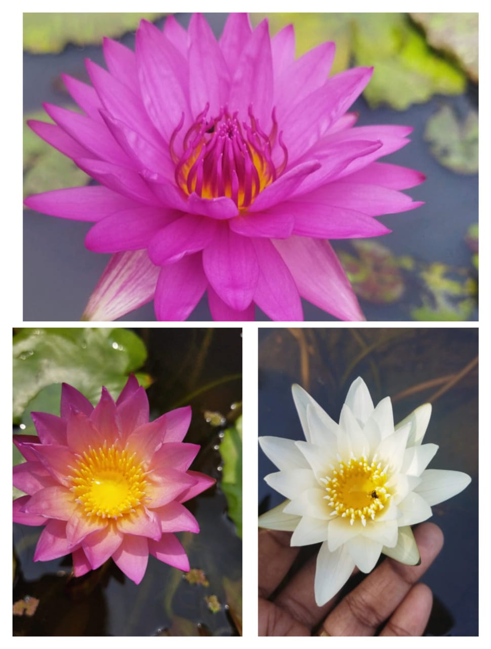 Waterlily 3 tuber combo(Hot pink, Tropical sunset, innocence) - Buy ...