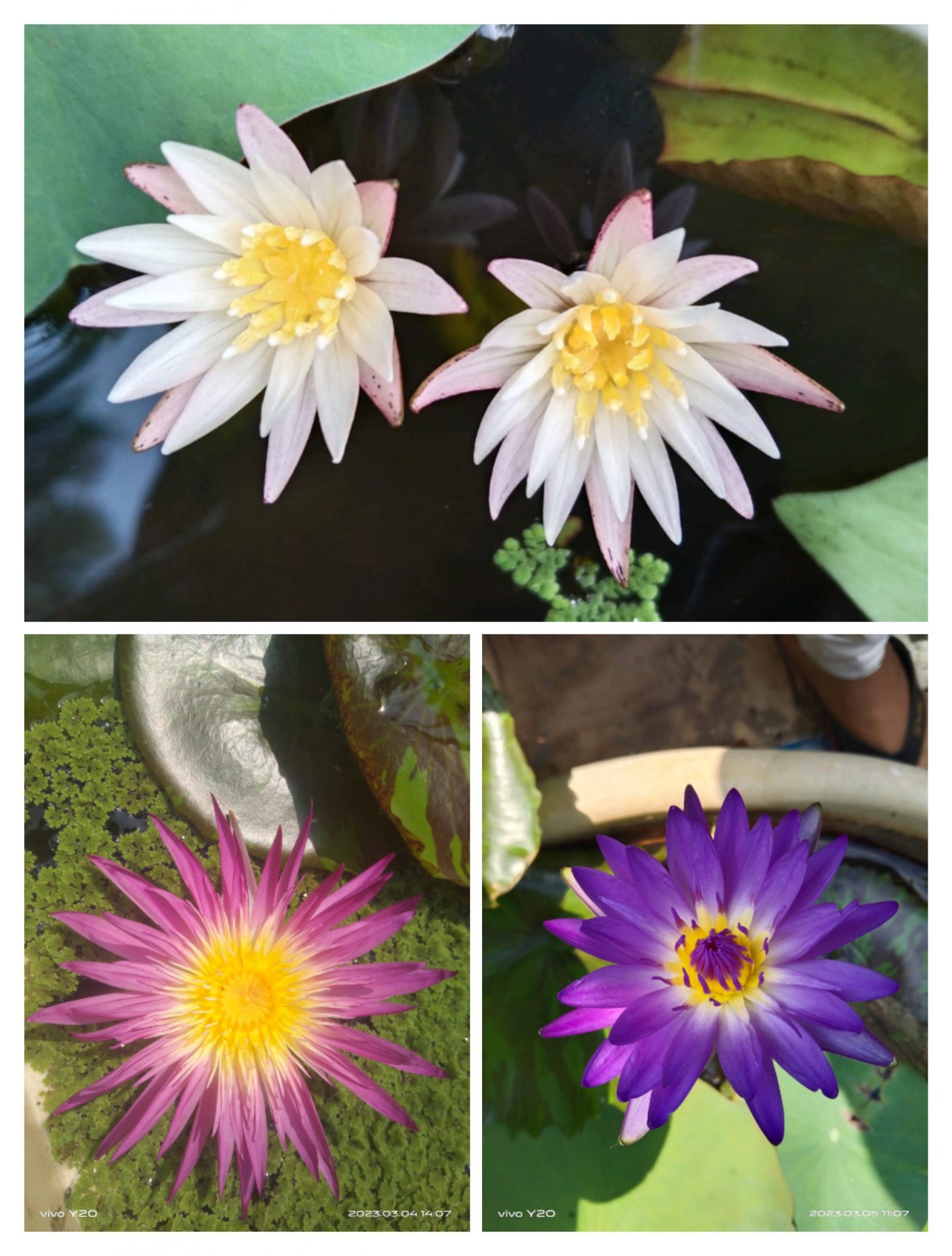 Waterlily combo (White waterlily, Pink flamingo, Tanzanite) - Buy 6000 ...
