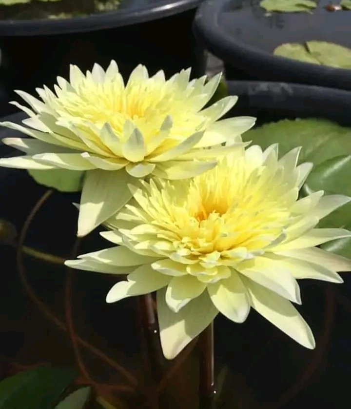 Yellow korakot exotic waterlily (plant/Tuber) - Buy 6000+ Plants, Seeds ...
