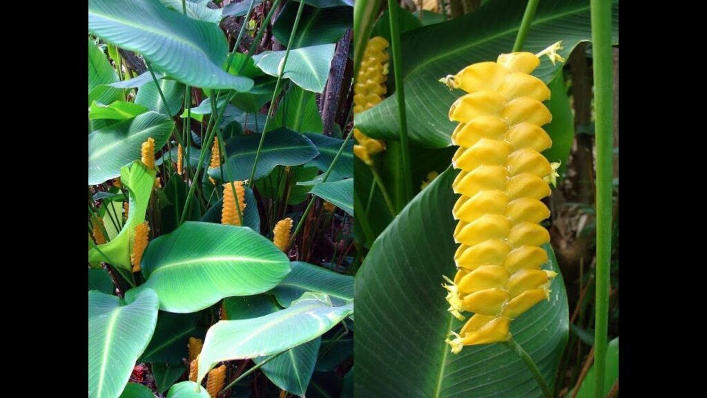 Calathea Crotalifera (Single plant) - Buy 6000+ Plants, Seeds, Pots ...
