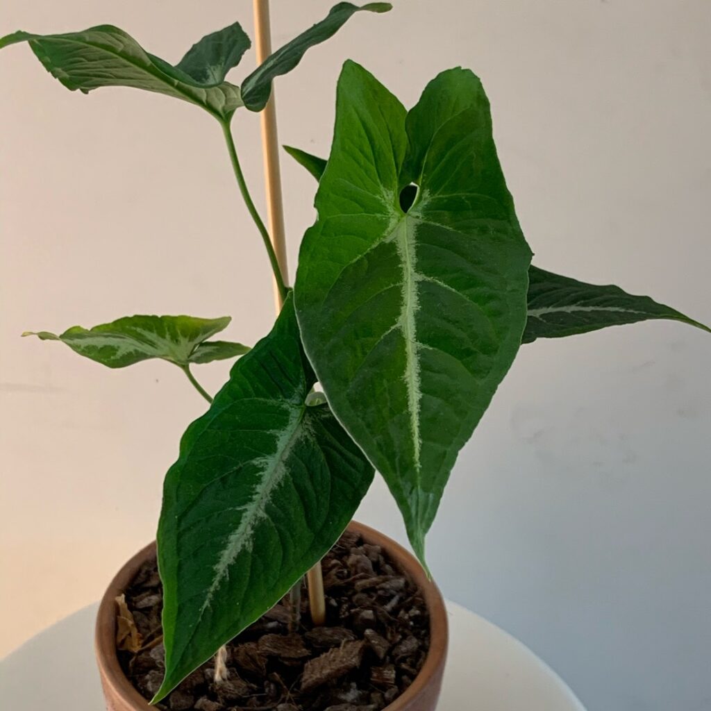 Syngonium silver goose foot ( single plant) - Buy 6000+ Plants, Seeds ...