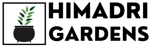 Manimulla/ Porana Paniculata/ Christmas Jasmine (single plant) - Buy ...