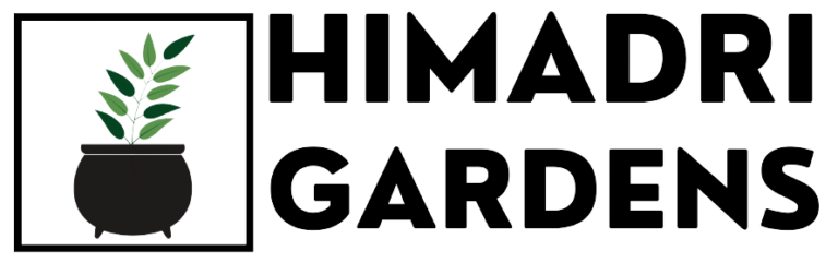 Manimulla/ Porana Paniculata/ Christmas Jasmine (single plant) - Buy ...