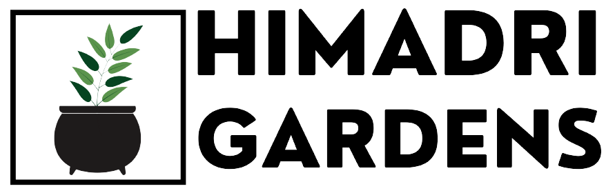 Manimulla/ Porana Paniculata/ Christmas Jasmine (single plant) - Buy ...