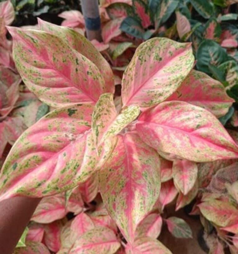 Aglaonema 'bleeding angel heart' - Buy 6000+ Plants, Seeds, Pots online ...