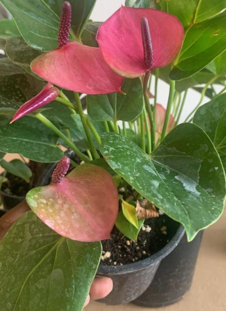Anthurium violet (single plant) - Buy 6000+ Plants, Seeds, Pots online ...