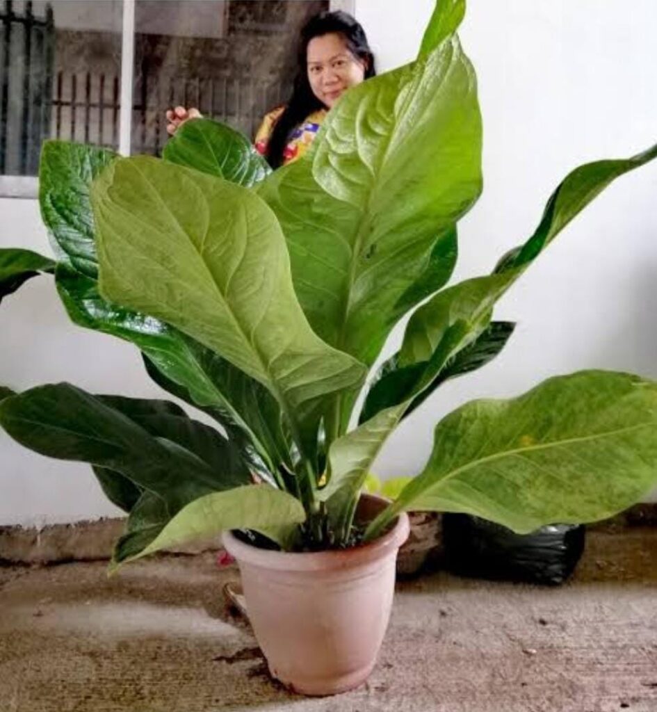 Anthurium Jenmanii (single plant) - Buy 6000+ Plants, Seeds, Pots ...