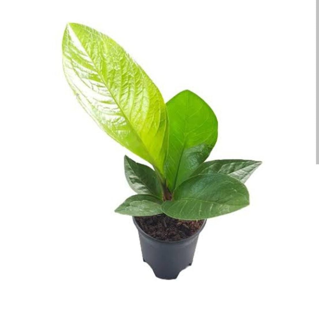 Anthurium Jenmanii (single plant) - Buy 6000+ Plants, Seeds, Pots ...