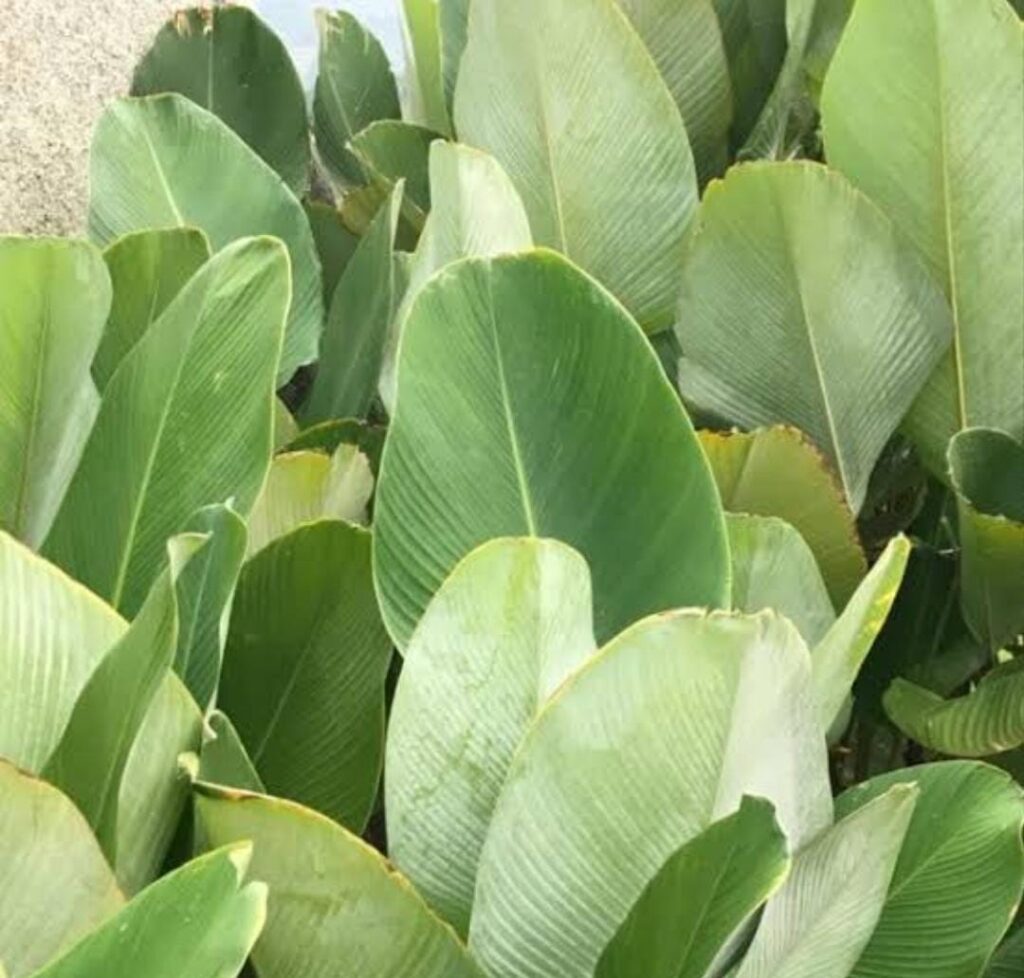 Calathea lutea (single plant) - Buy 6000+ Plants, Seeds, Pots online at ...
