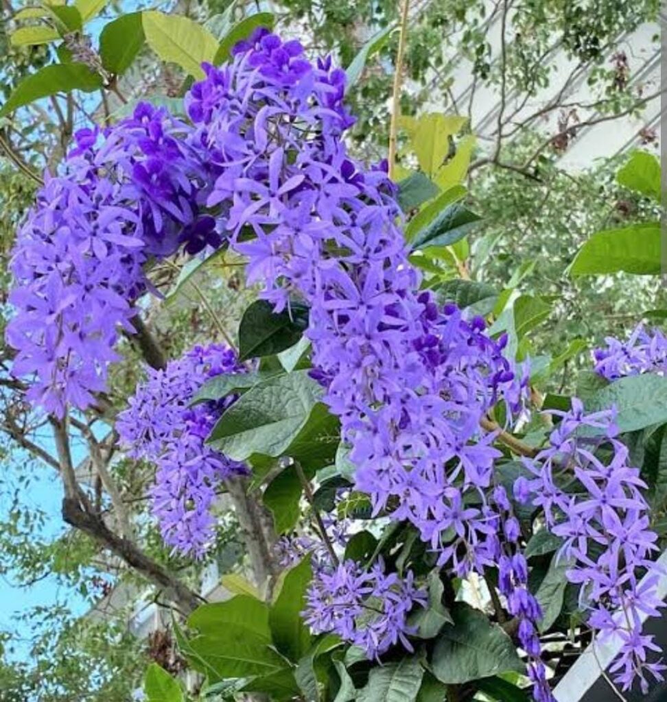 Petrea blue/ Petrea volubilis/ sand paper vine (single plant) - Buy ...