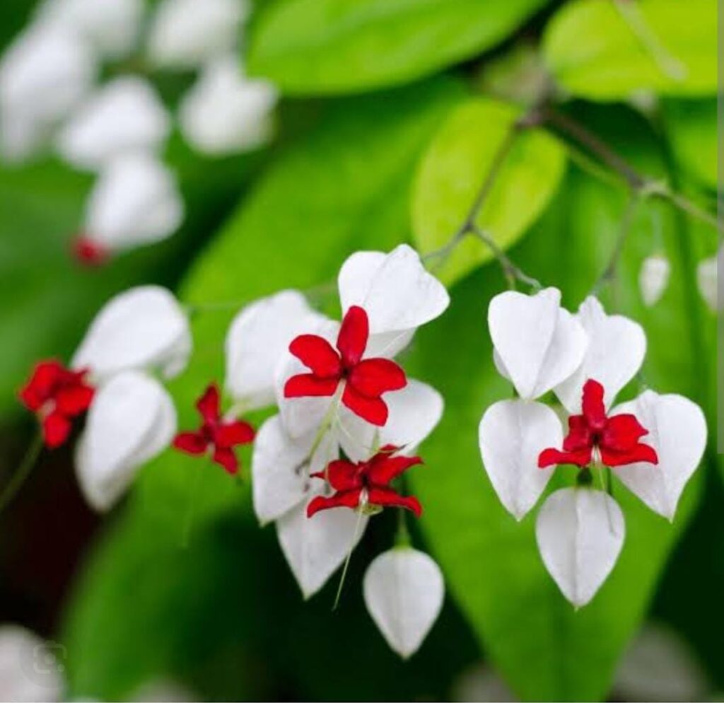 Bleeding Heart Vine/ Clerodendrum Thomsoniae (single plant) - Buy 6000+ Plants, Seeds, Pots ...