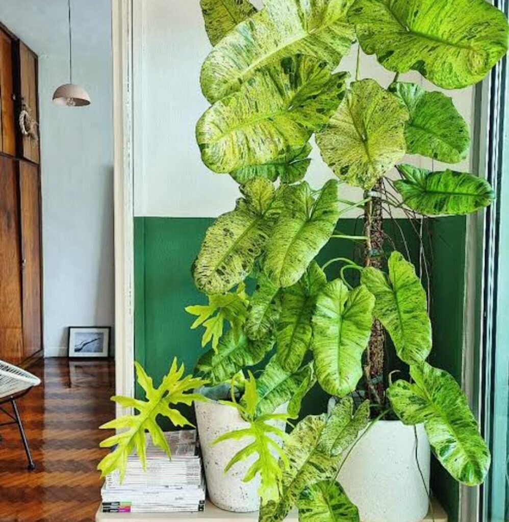Philodendron Paraiso Verde (single plant) - Buy 6000+ Plants, Seeds ...