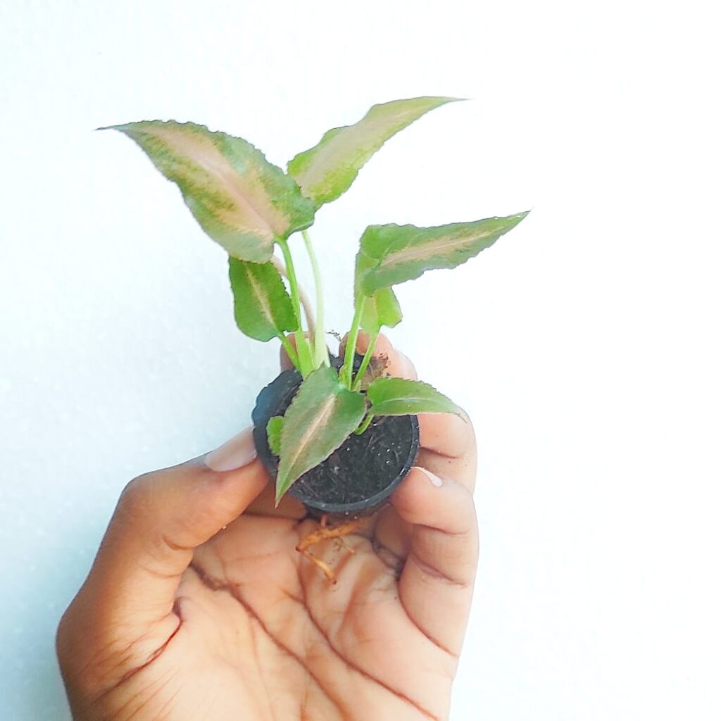 Small sized-Syngonium Mickey (single plant) - Buy 6000+ Plants, Seeds ...