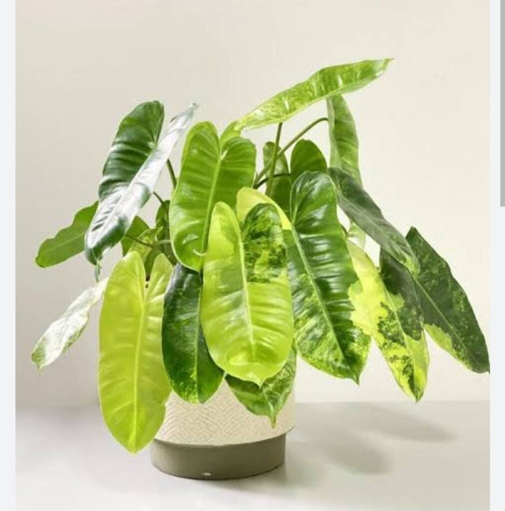 philodendron burle marx variegated (small sized plant) - Buy 6000 ...