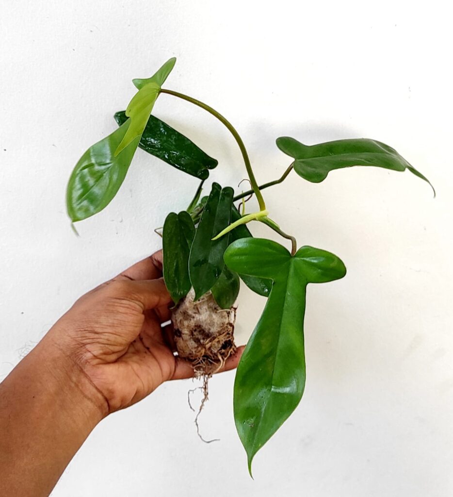 Philodendron Florida beauty (single plant) - Buy 6000+ Plants, Seeds ...