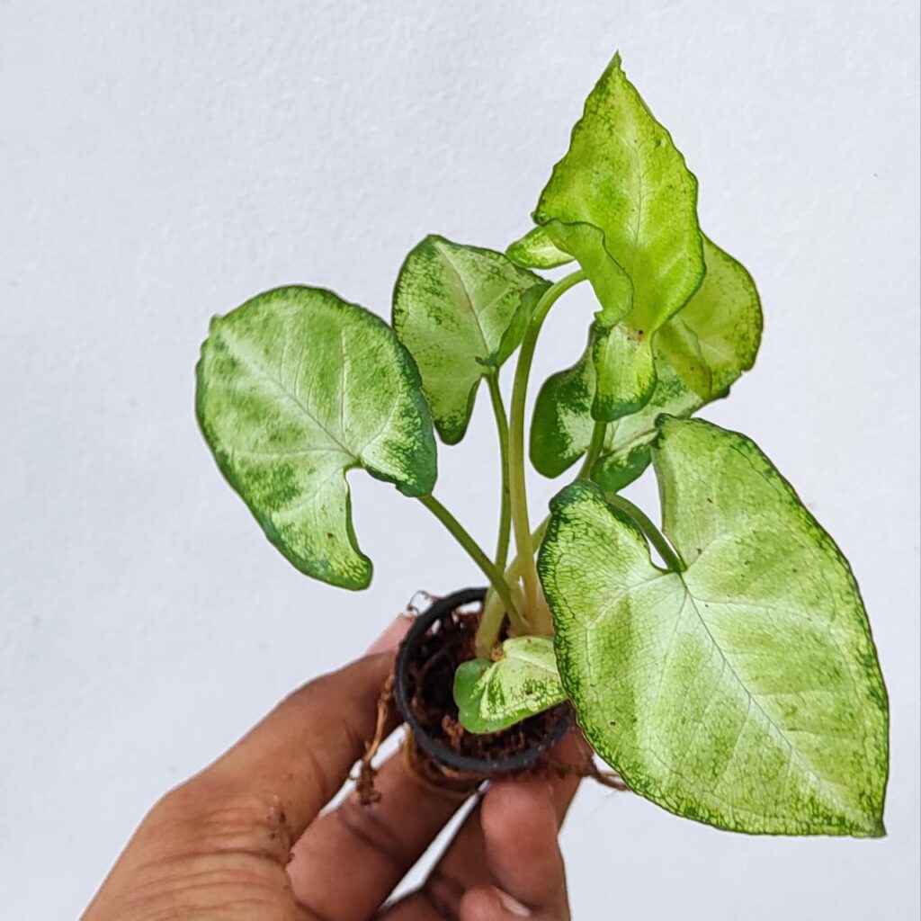 Syngonium Pixie (single plant pot) - Buy 6000+ Plants, Seeds, Pots ...