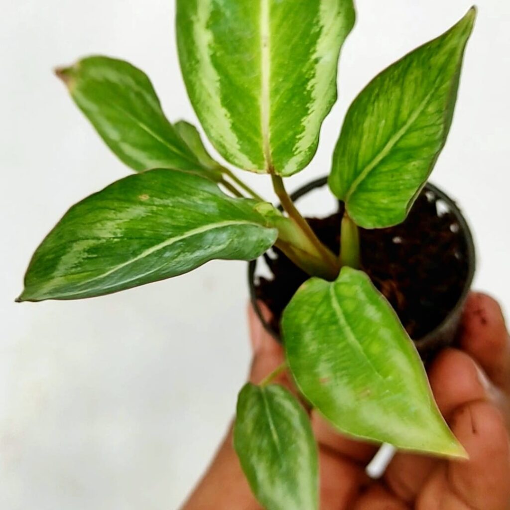 Calathea Jf Macbr (small plant pot) - Buy 6000+ Plants, Seeds, Pots ...