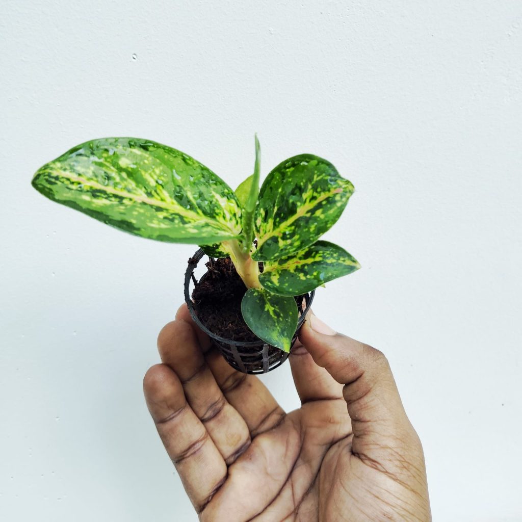 Aglonema 24 Karat (small sized plant) - Buy 6000+ Plants, Seeds, Pots ...