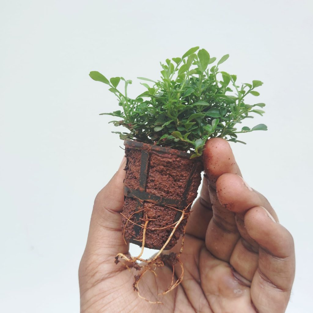 Small net pot sized- Miniature Kamini/Miniature Murraya Paniculata ...