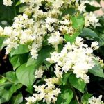 Manimulla/ Porana Paniculata/ Christmas Jasmine (single plant) - Buy ...