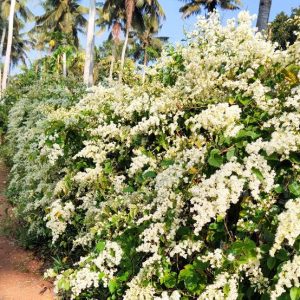 Manimulla/ Porana Paniculata/ Christmas Jasmine (single plant) - Buy ...