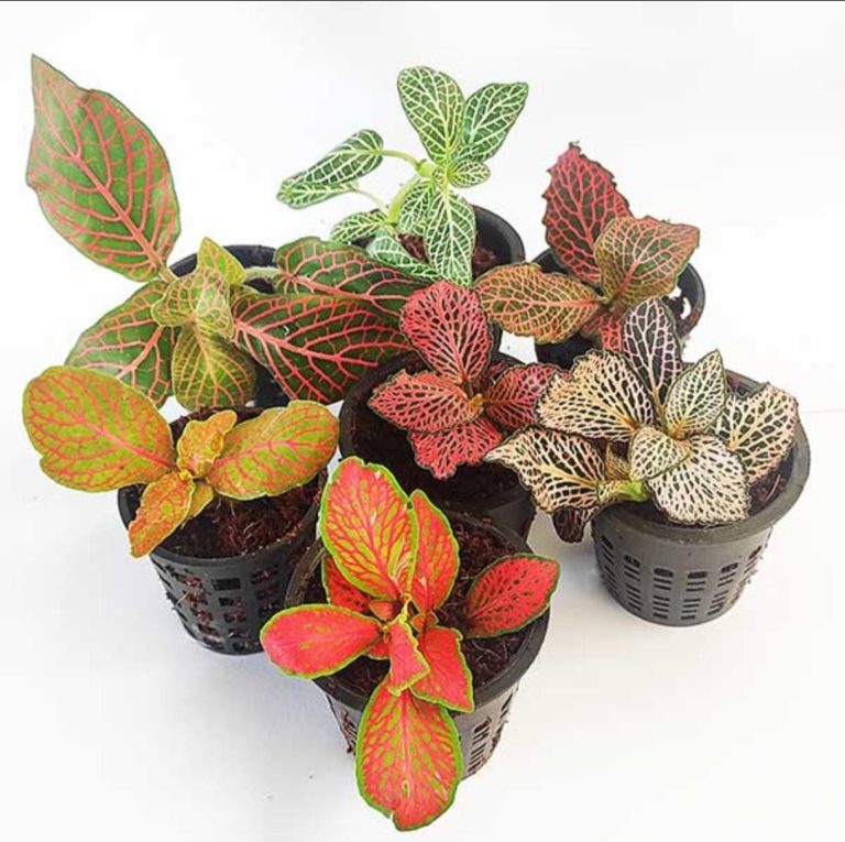 Fittonia/ nerve plant ( 12 different varieties) - Buy 6000+ Plants ...