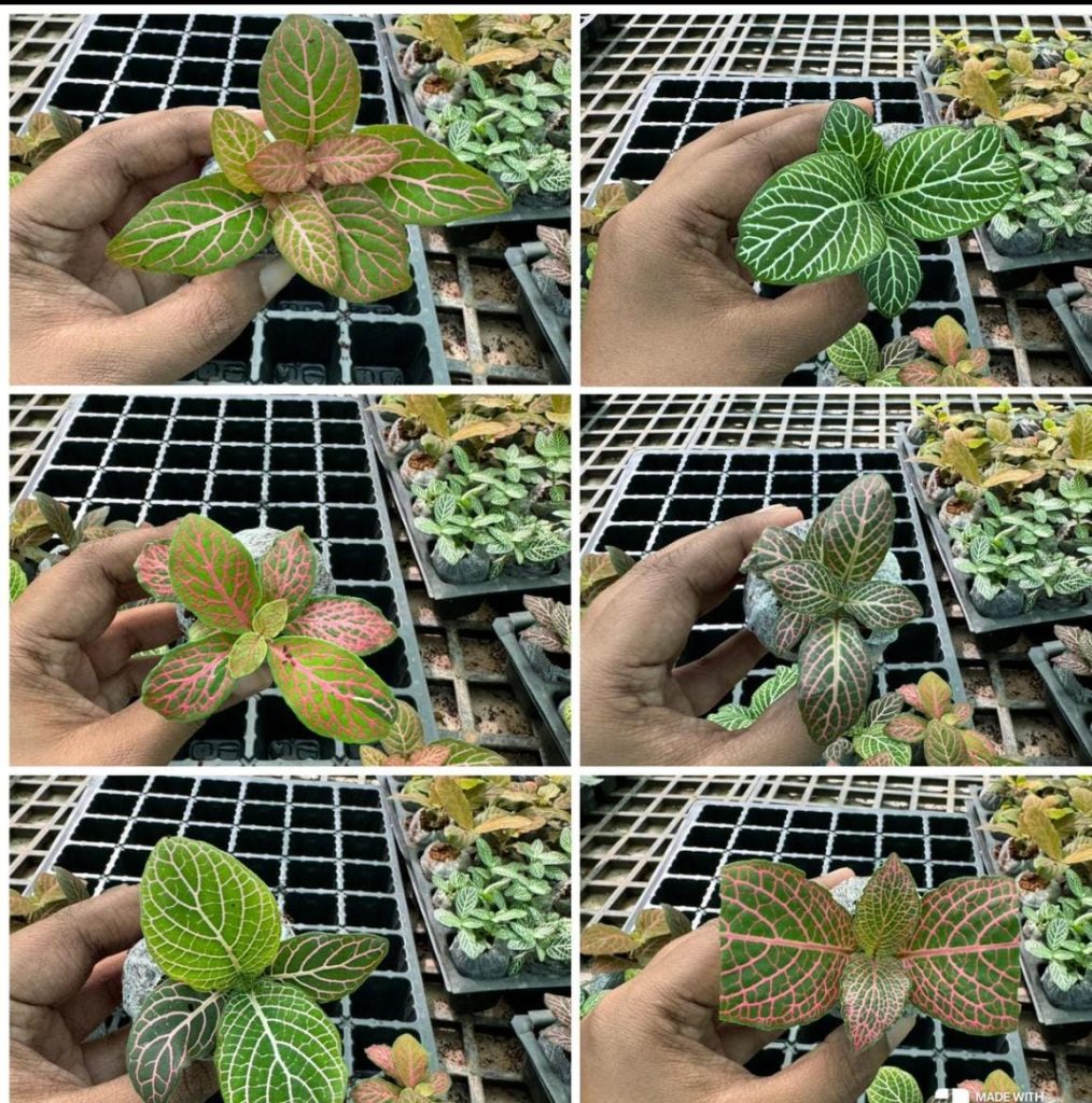 Fittonia/ nerve plant ( 12 different varieties) - Buy 6000+ Plants ...