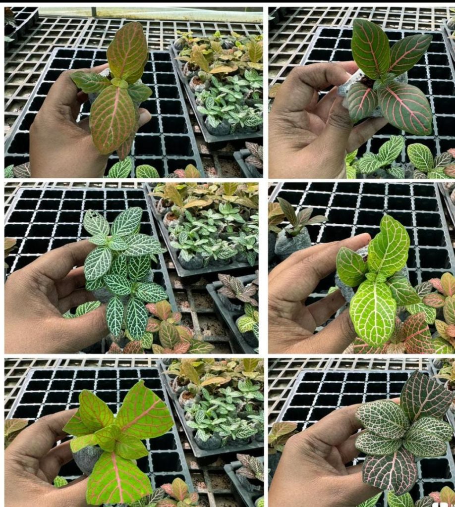 Fittonia/ nerve plant ( 12 different varieties) - Buy 6000+ Plants ...