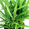 Ramba/ Biryani leaves/ Basmati leaves/Pandanus amaryllifolius (single ...