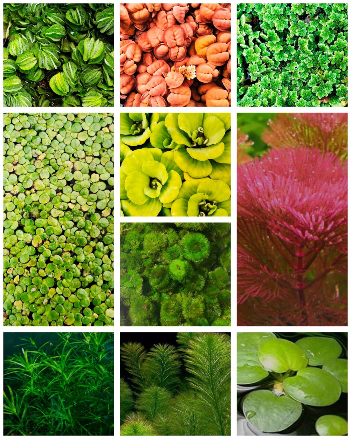 Floating pond plants combo ( 10 varieties) - Buy 6000+ Plants, Seeds ...