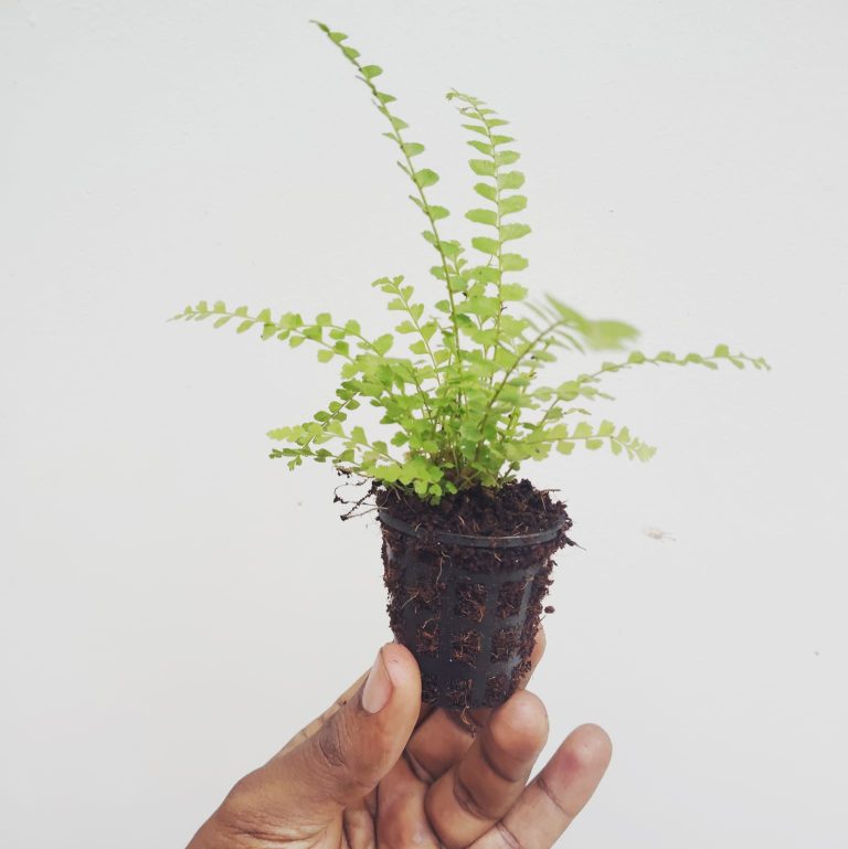 Lemon button fern (small plant pot) - Buy 6000+ Plants, Seeds, Pots ...